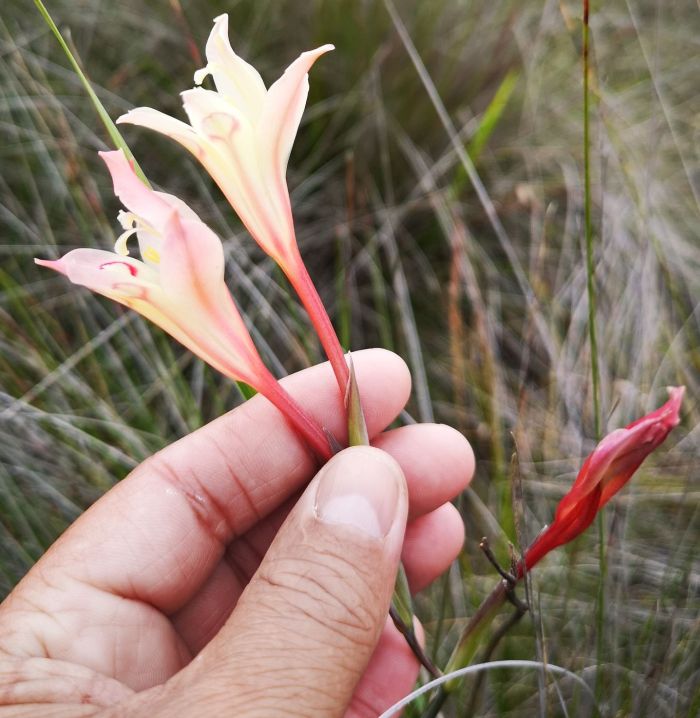 Gladiolus angustus | PlantZAfrica